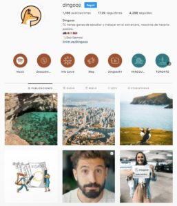 10 Cuentas de instagram sobre Australia que deberías conocer - Dingoos